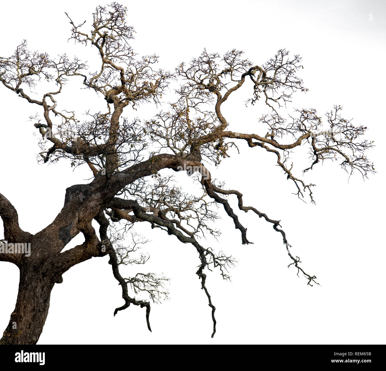 Oak tree, leafless large tree with background removed. Isolated on ...
