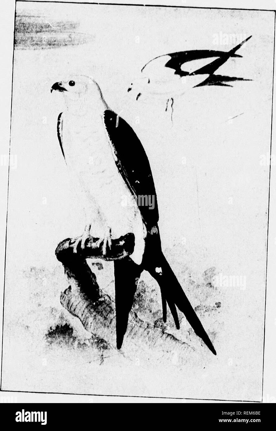 Acrobatic bird Black and White Stock Photos & Images - Alamy