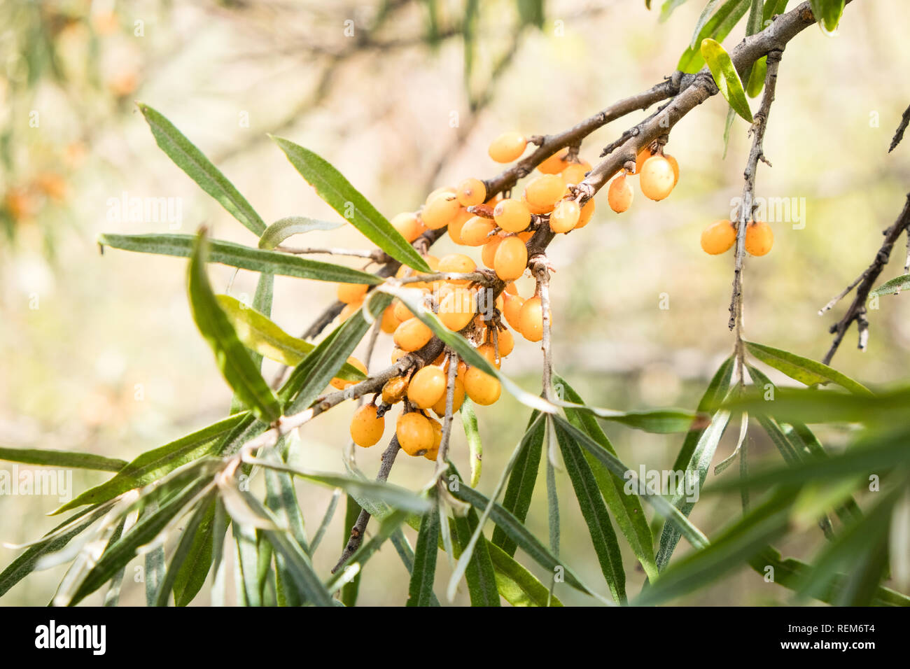 Sea-buckthorn on the tree. Sea Buckthorn plants are incredibly ...