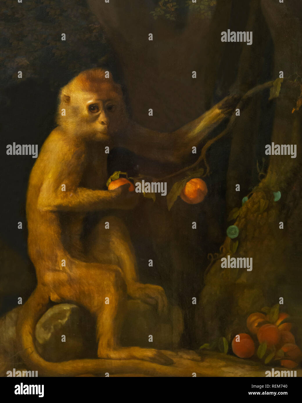 George stubbs monkey hi-res stock photography and images - Alamy