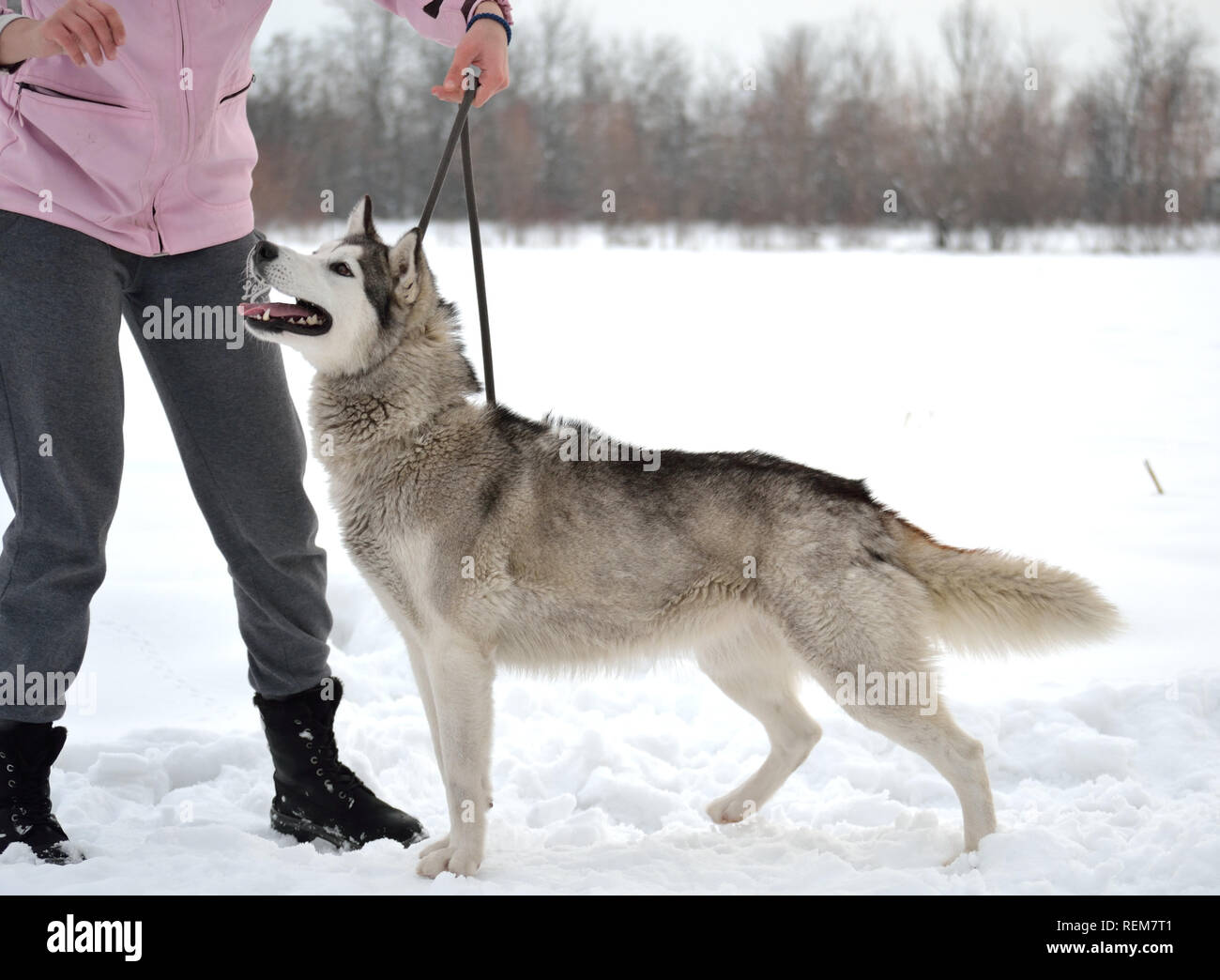 Female siberian husky hi-res stock photography and images - Alamy