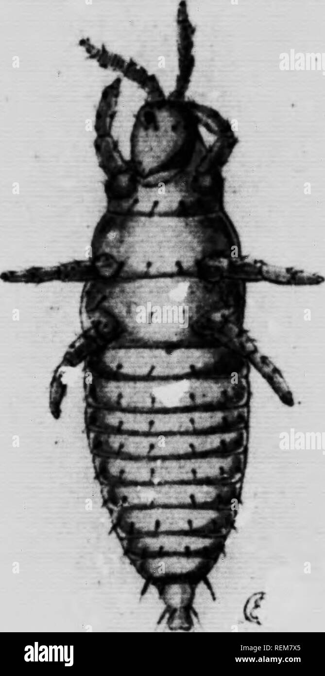 Les thrips hi-res stock photography and images - Alamy