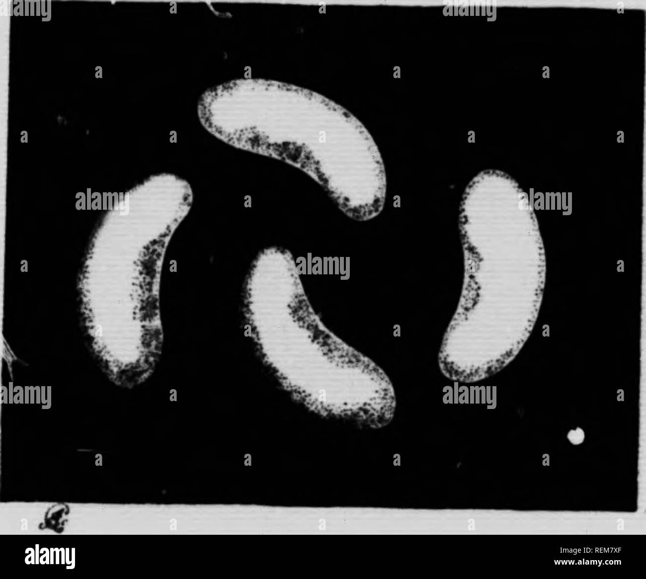 Roml hi-res stock photography and images - Alamy