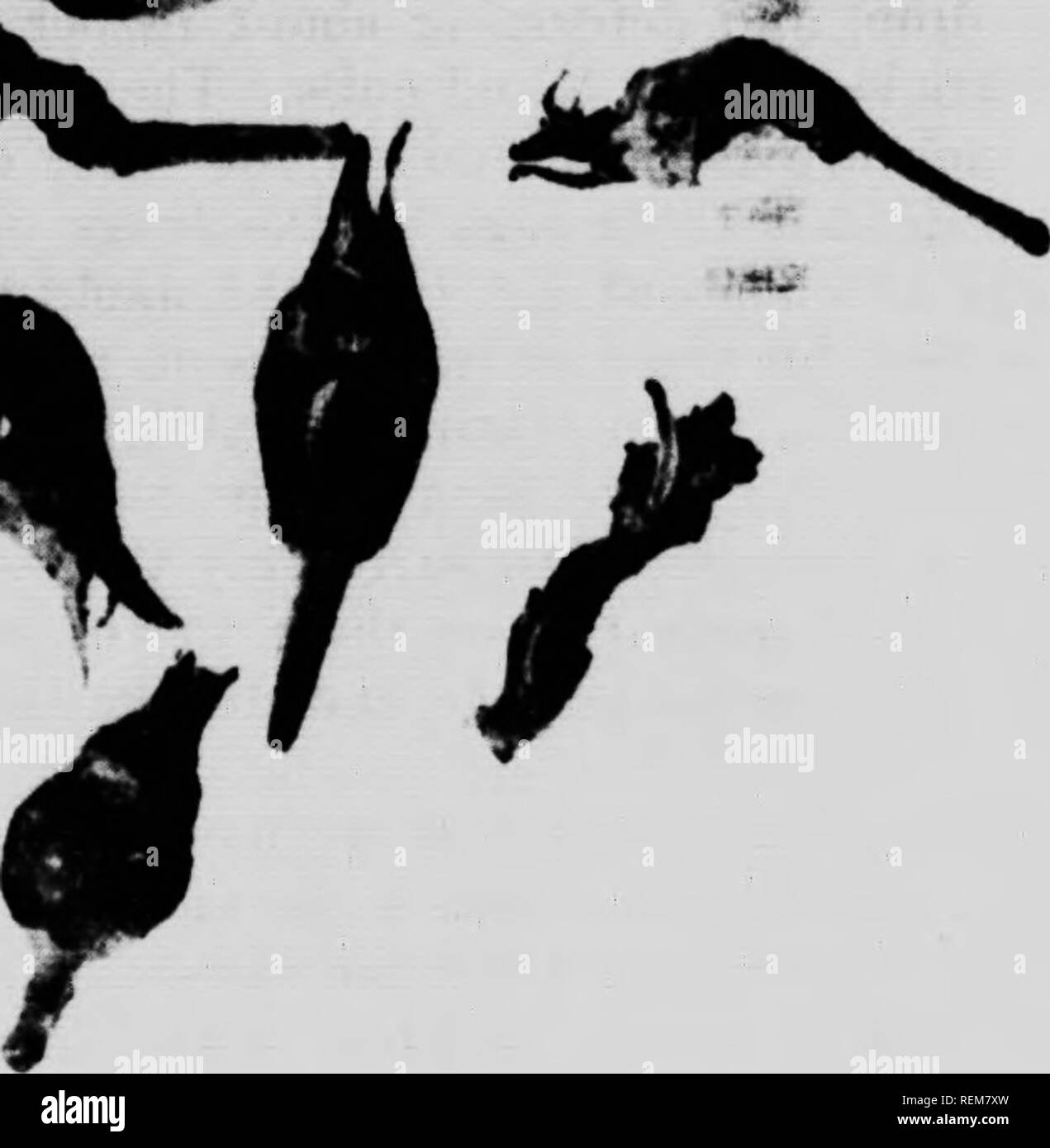 Small pomme Black and White Stock Photos & Images - Alamy