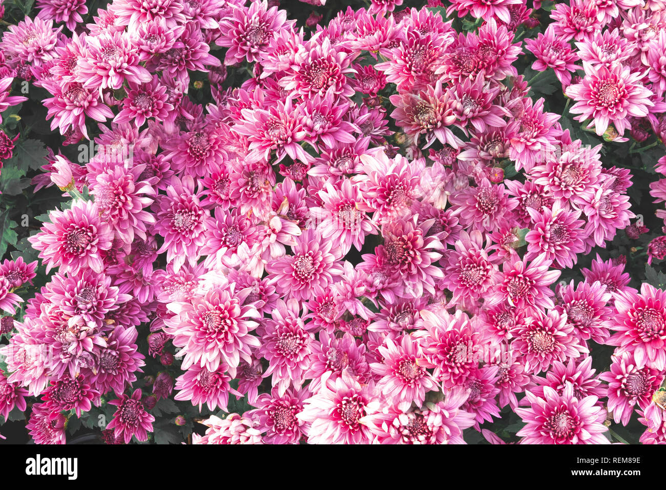 Top view flower bouquet hi-res stock photography and images - Alamy