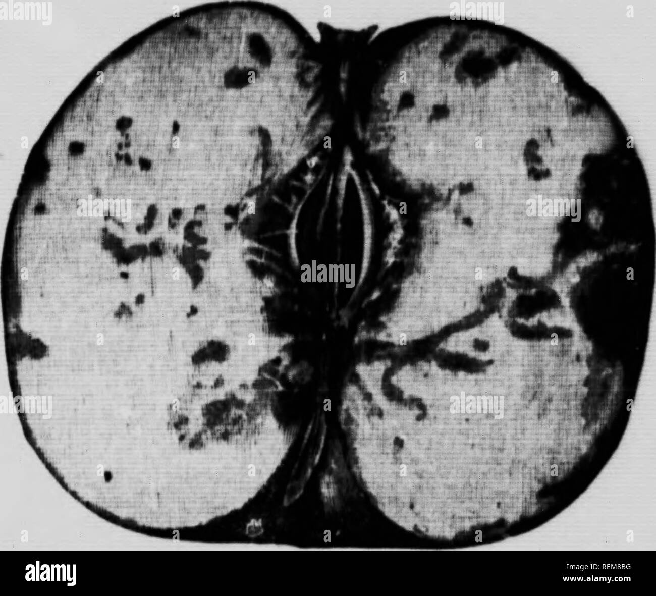. Common insects affecting fruit-trees [microform]. Insect pests ...