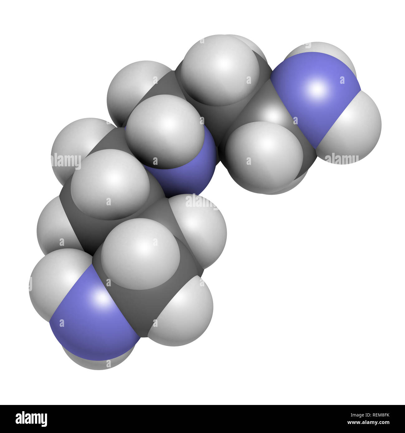 Spermidine molecule. 3D rendering. Atoms are represented as spheres ...