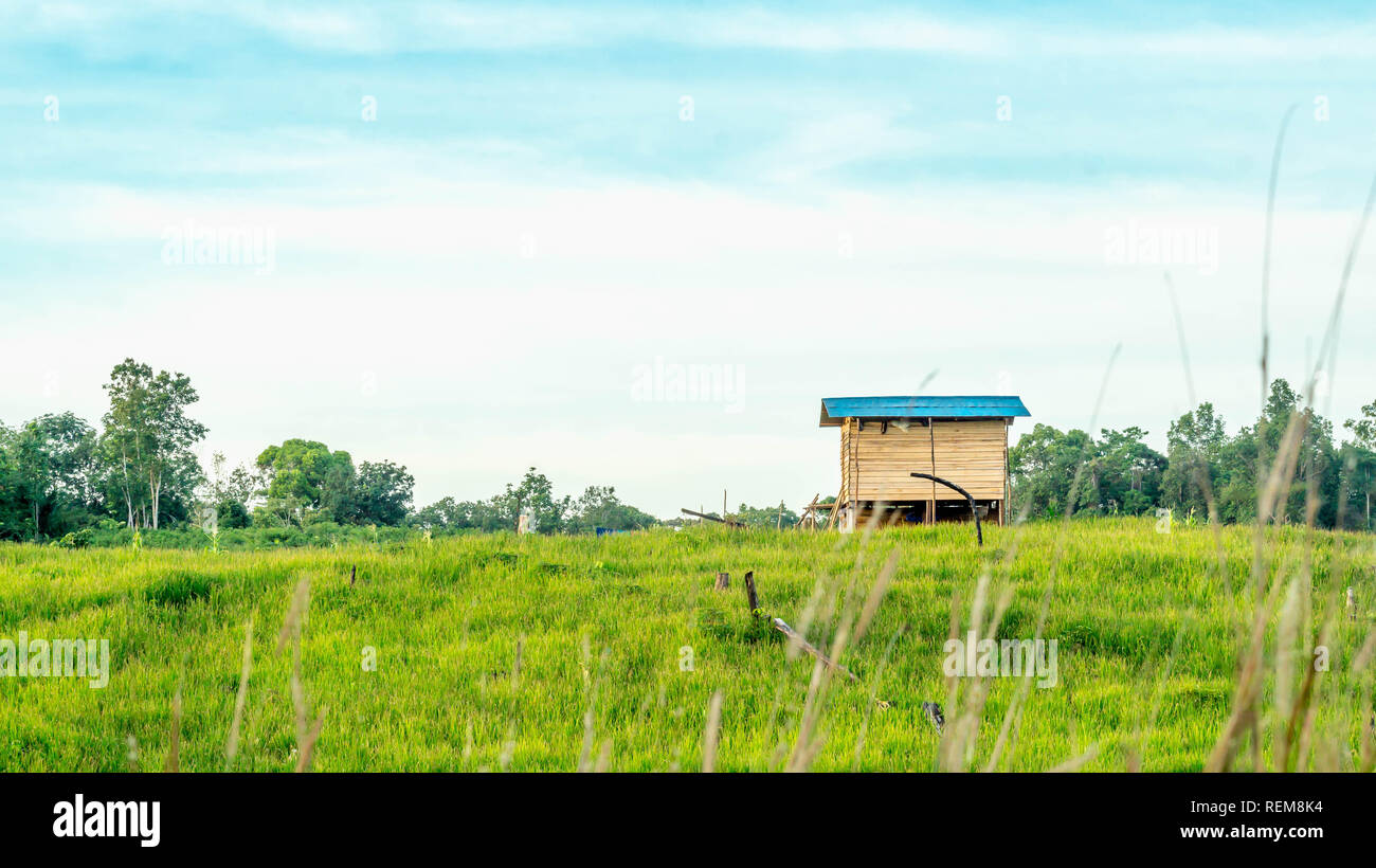 Paddy field with wood hut hi-res stock photography and images - Alamy