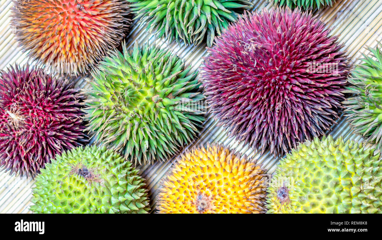 various type of Durian that grow in Borneo Stock Photo - Alamy