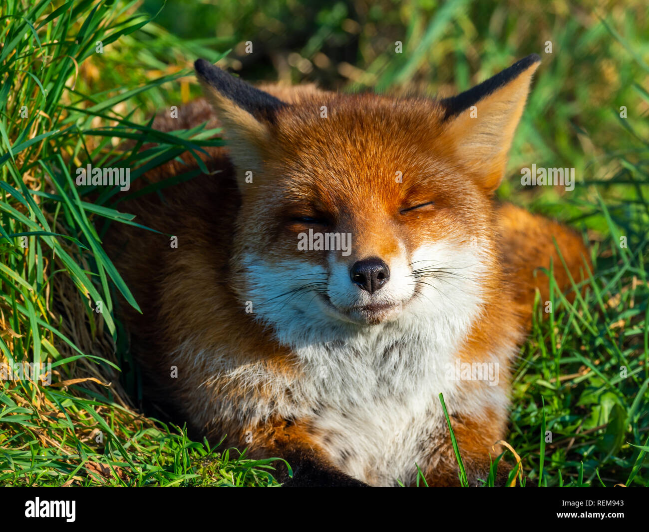 Red fox (Vulpes vulpes) resting Stock Photo - Alamy
