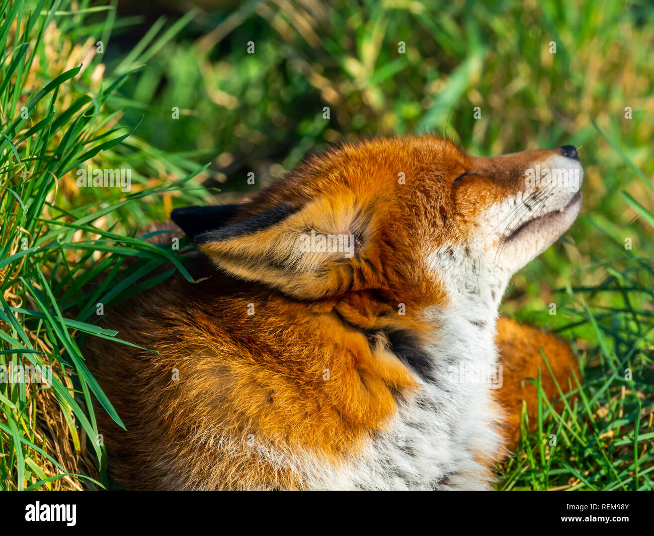 Red fox (Vulpes vulpes) resting Stock Photo - Alamy