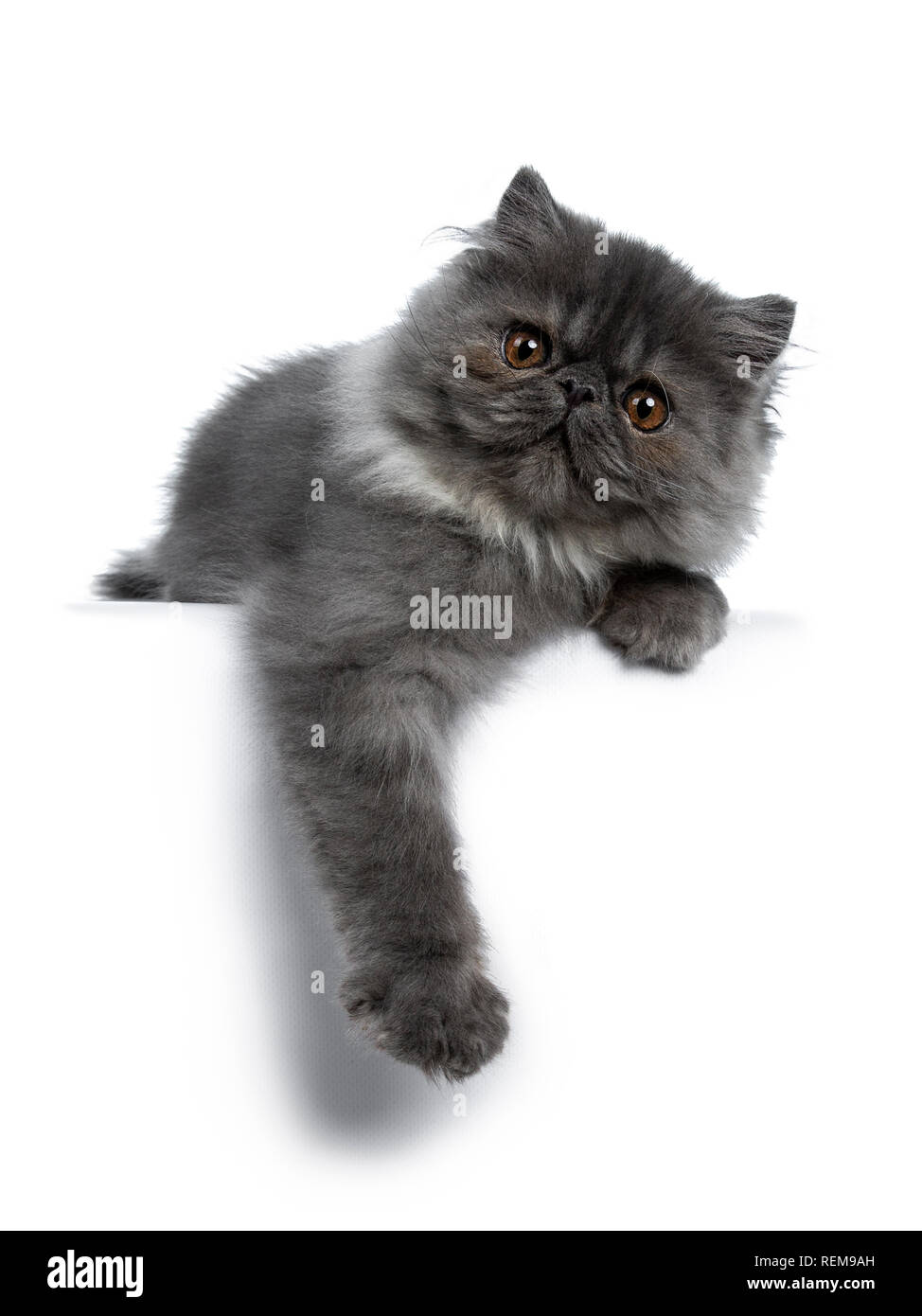 Cute black smoke Persian cat kitten, laying down with paw hanging over ...