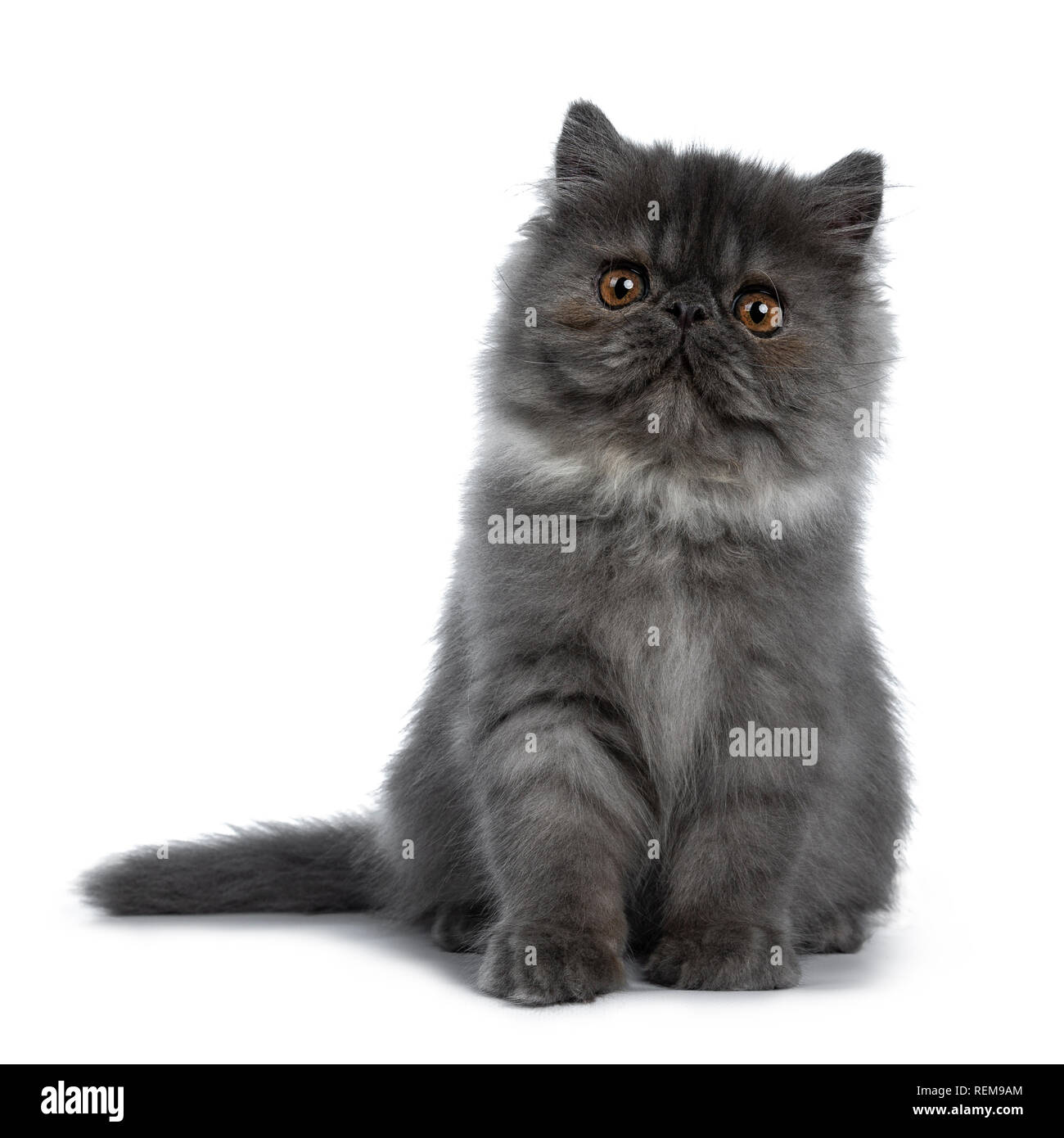 Dark Grey Persian Cat