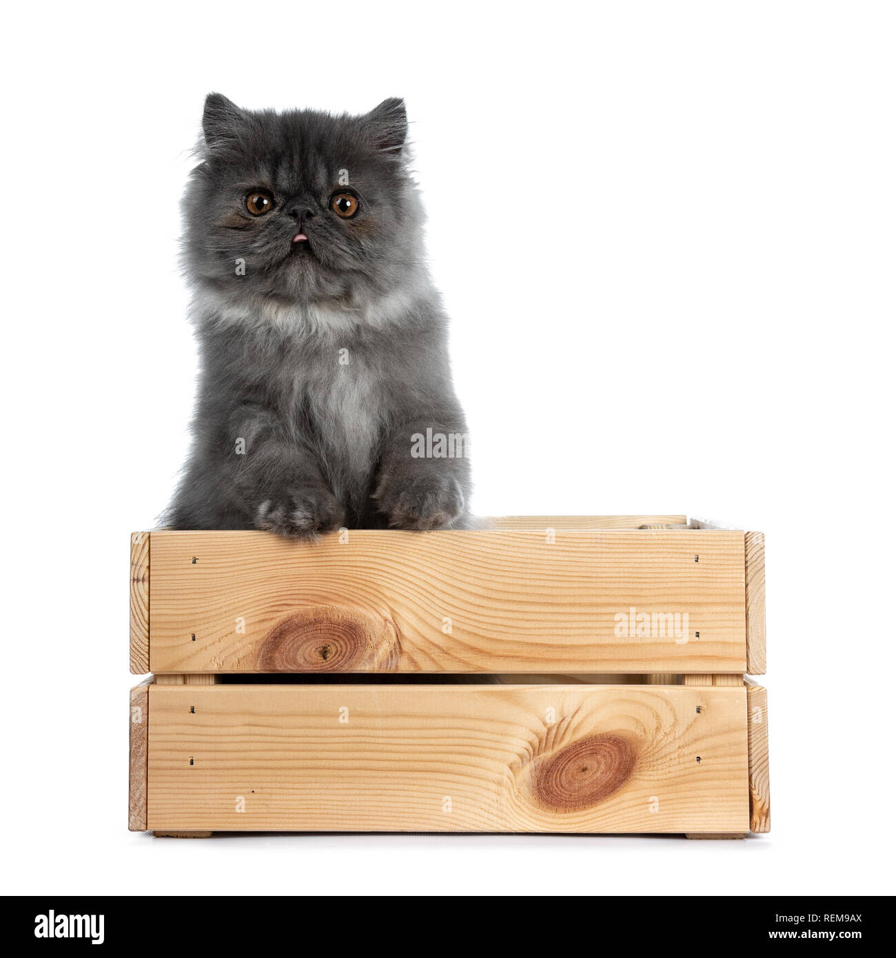 Adorable kitten big paws Cut Out Stock Images & Pictures - Alamy