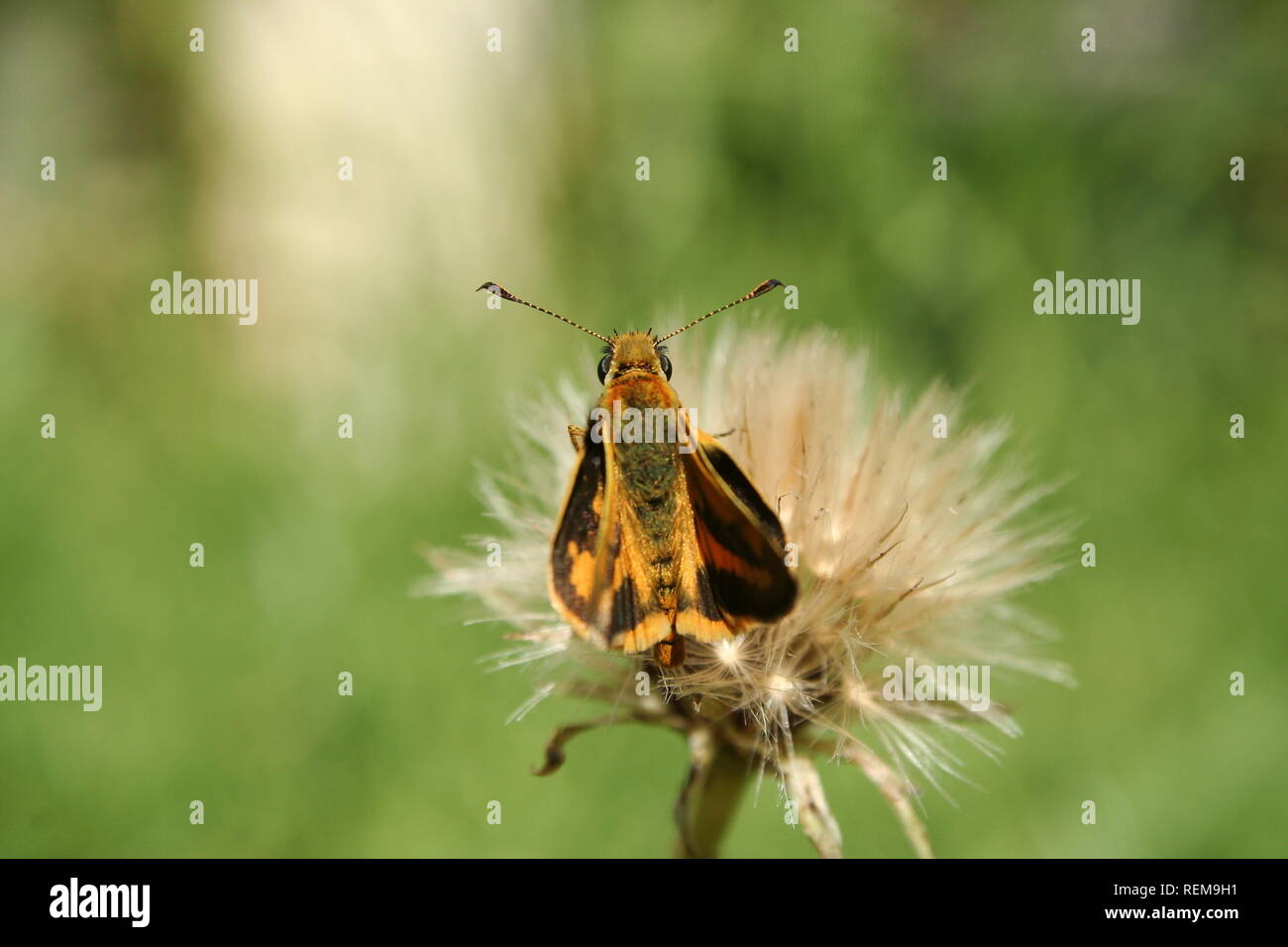 Dart Butterfly High Resolution Stock Photography and Images - Alamy