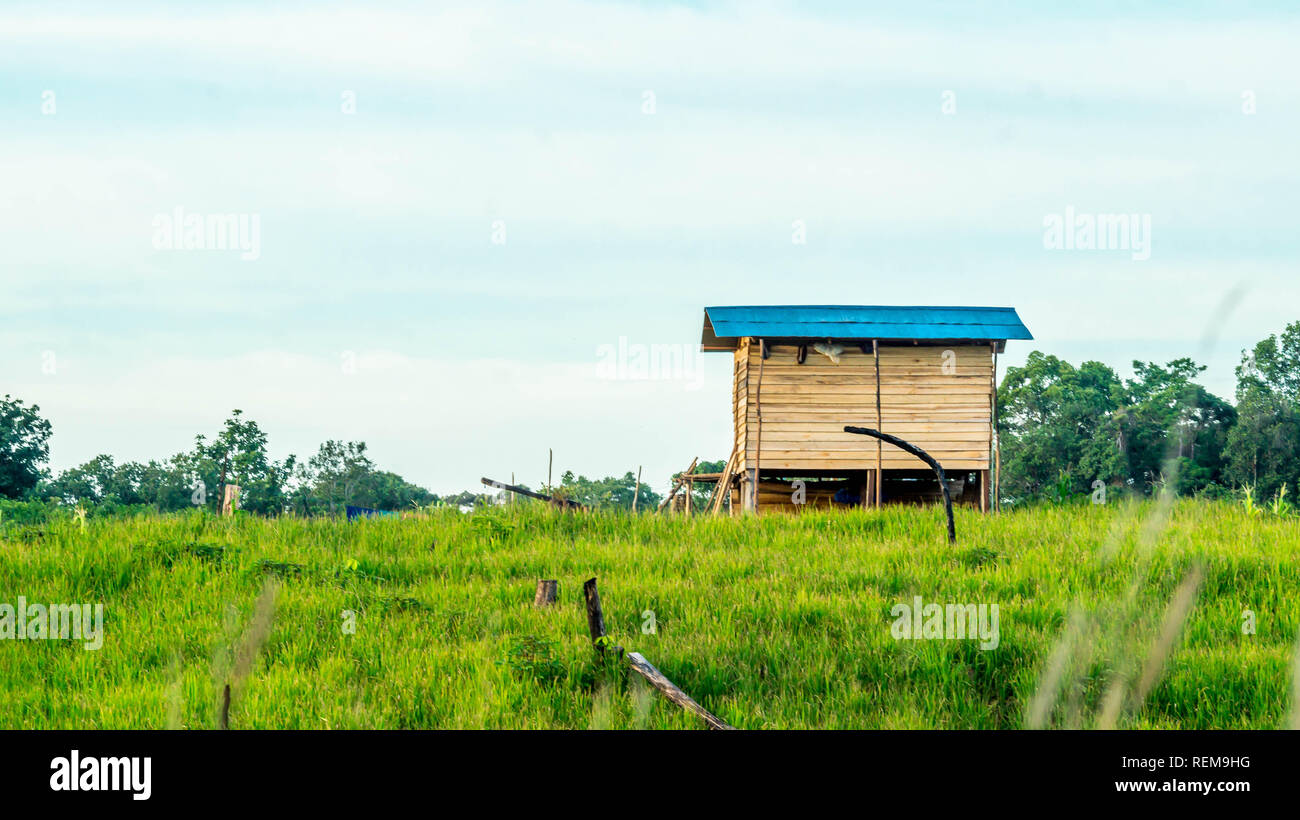 farmer's wooden hut on the hill surrounded by rice field Stock Photo ...