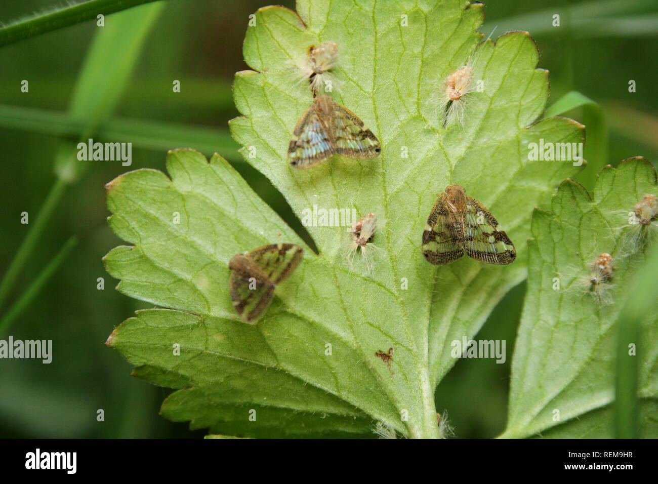 Planthopper Australia High Resolution Stock Photography and Images - Alamy