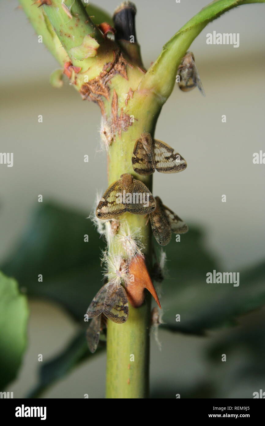 Planthopper - Scolypopa australis, Passion Vinehopper on the stem of a ...