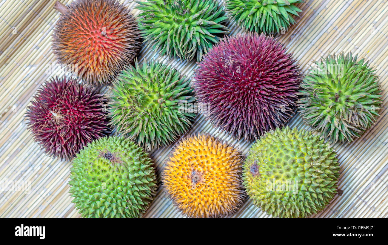 Durian durio kutejensis hi-res stock photography and images - Alamy