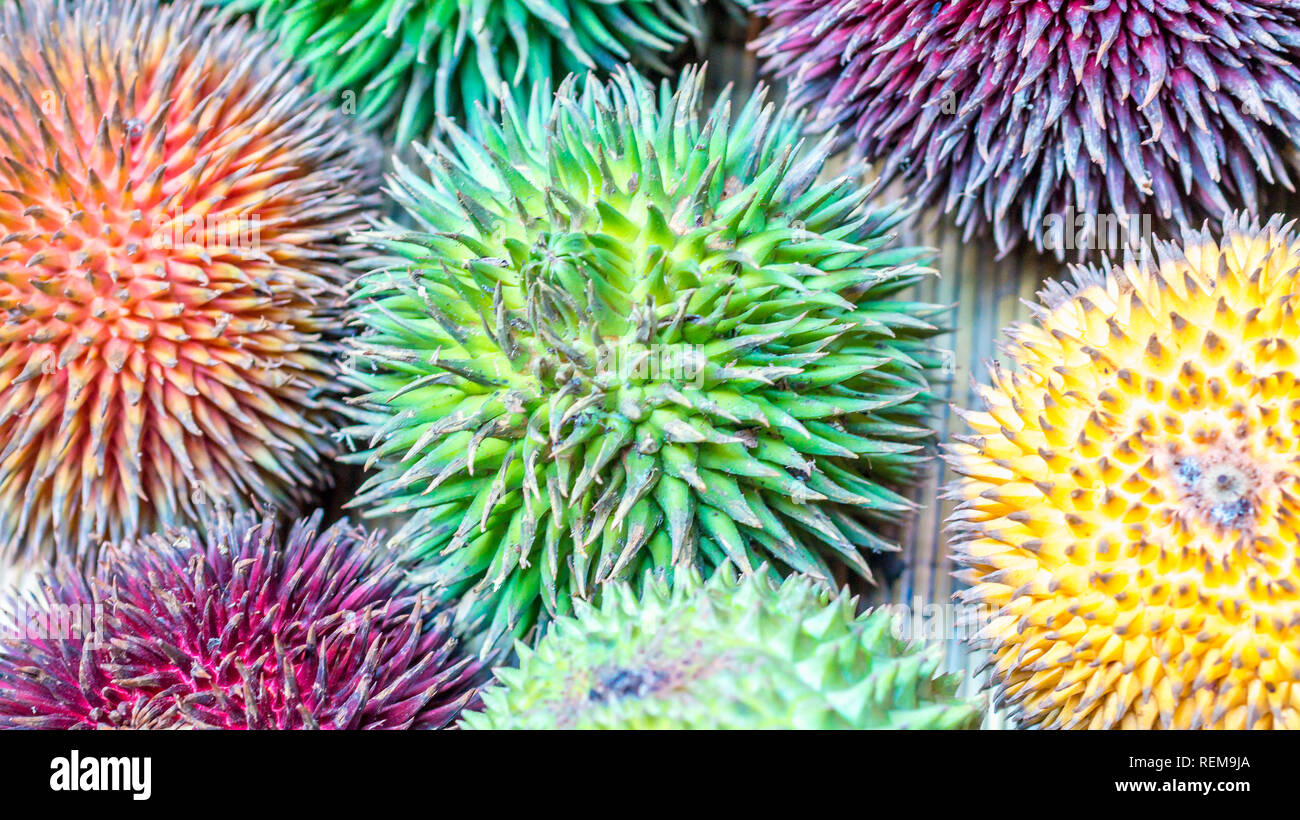 D durian hi-res stock photography and images - Alamy