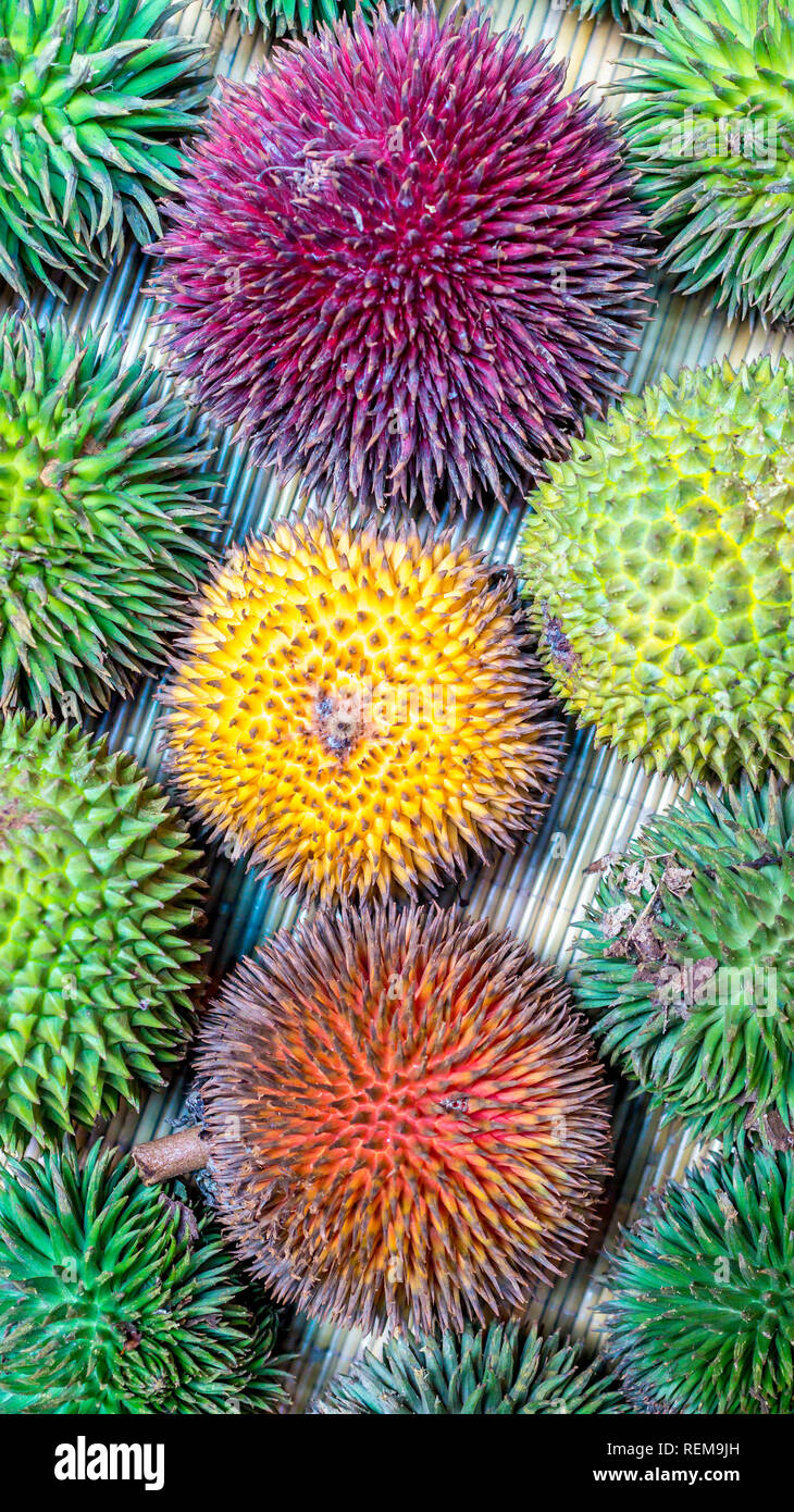Durian durio kutejensis hi-res stock photography and images - Alamy