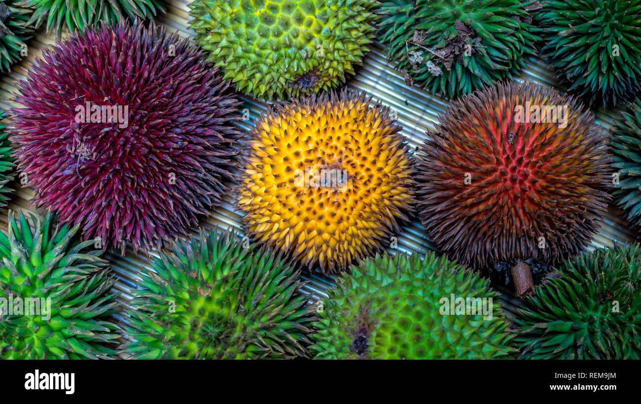 Durian durio kutejensis hi-res stock photography and images - Alamy