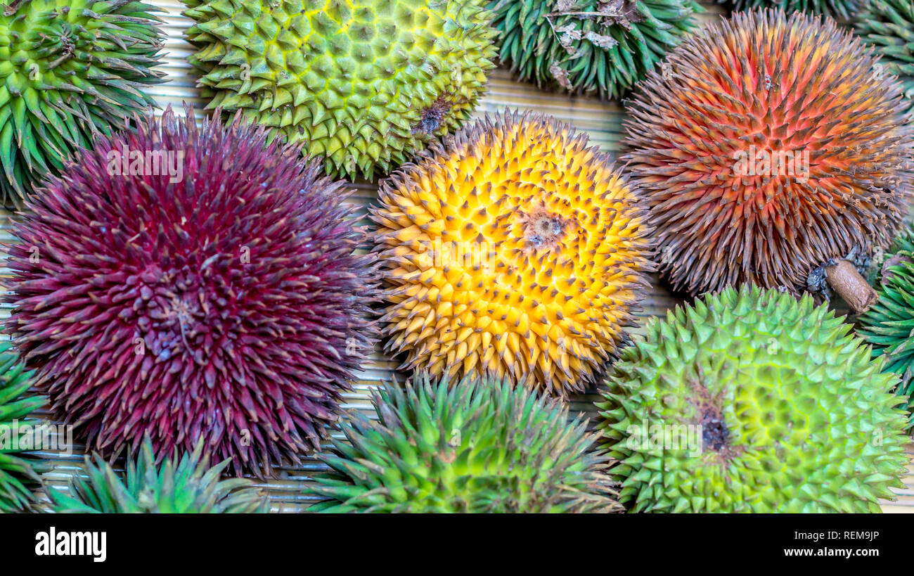 Botanical durian hi-res stock photography and images - Alamy