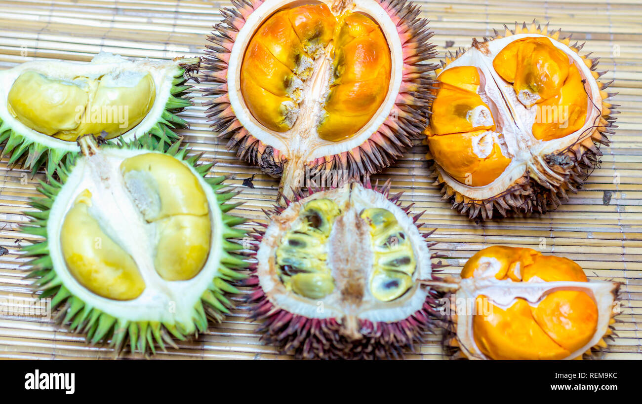 different variety of durian fruit that can be found in Borneo, Indonesia.; D. conatus, Durio ...