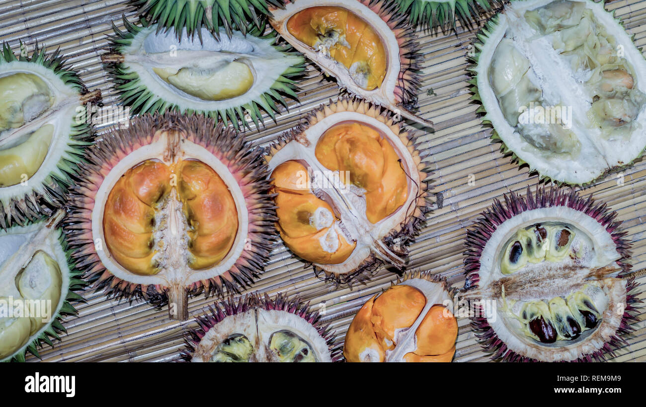 different variety of durian fruit that can be found in Borneo, Indonesia.; D. conatus, Durio ...