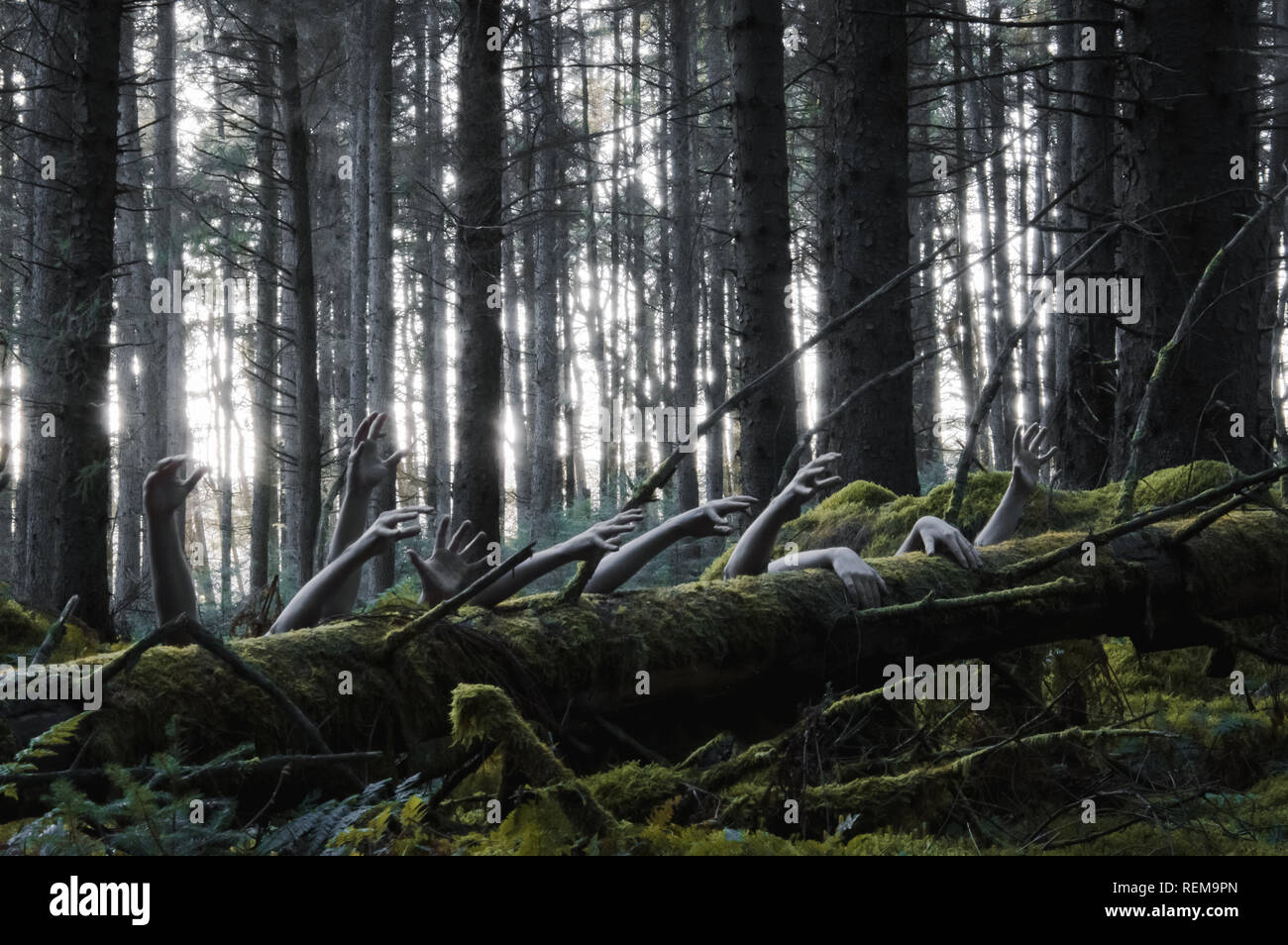 A horror concept of a spooky winter forest with zombie hands coming out ...