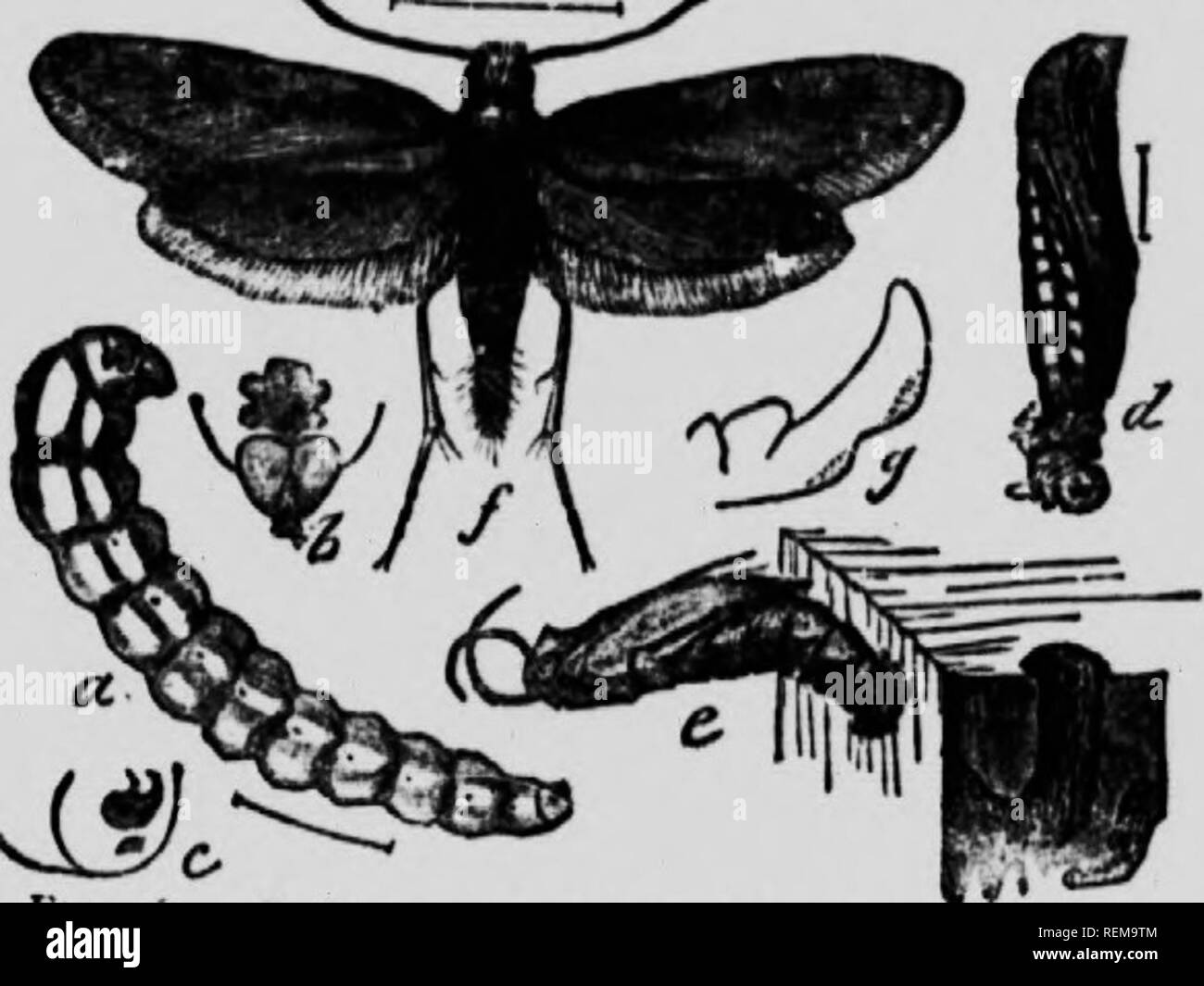 Yucca moth hi-res stock photography and images - Alamy