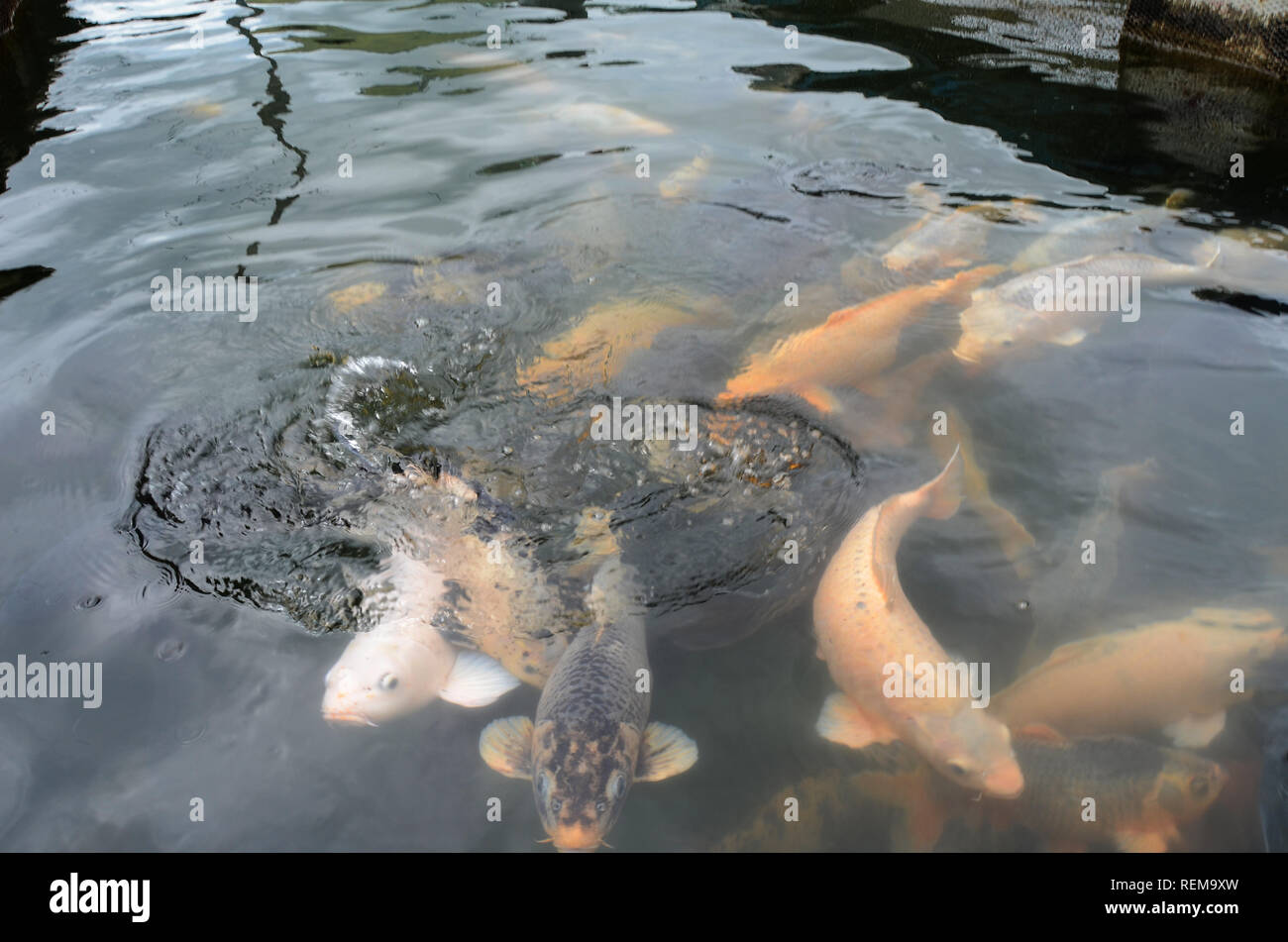 Fish Food Tank High Resolution Stock Photography and Images - Alamy
