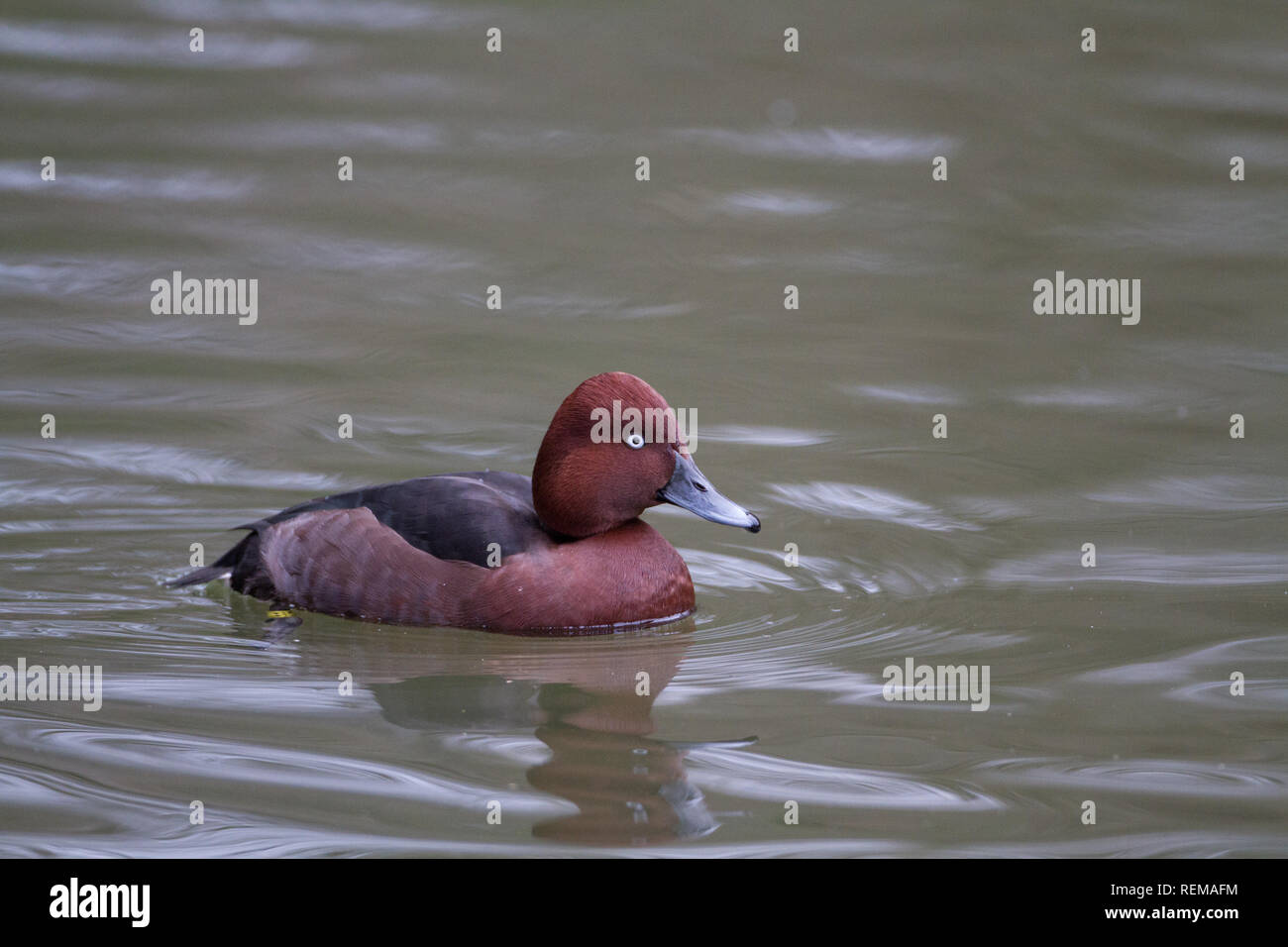 Ferruginous Duck (Aythya nyroca Stock Photo - Alamy