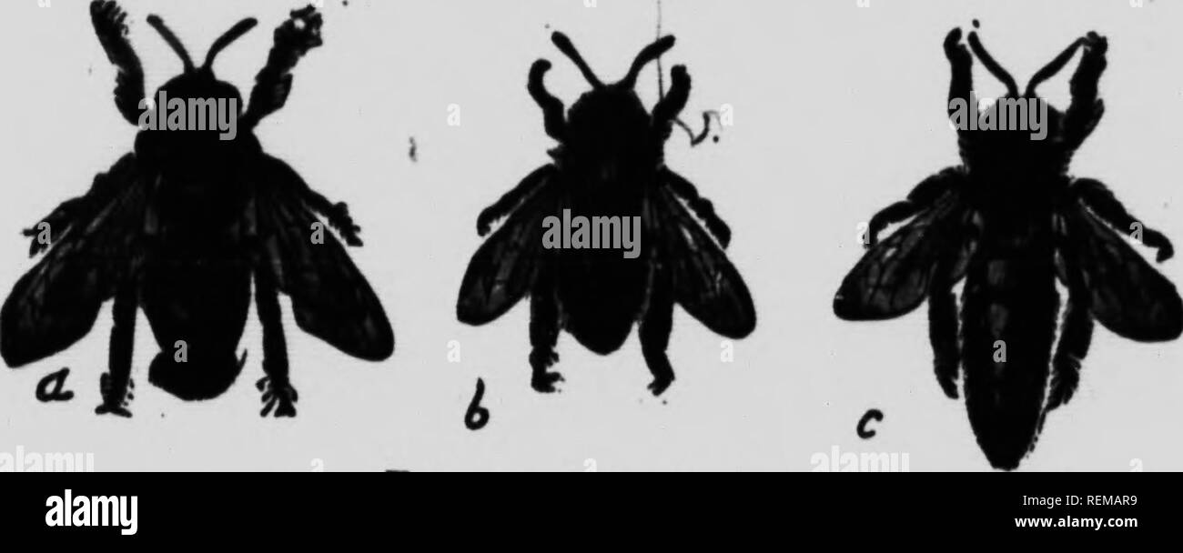 Labial angles Black and White Stock Photos & Images - Alamy