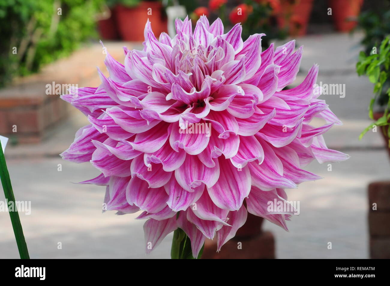 Beautiful flower shape hi-res stock photography and images - Alamy