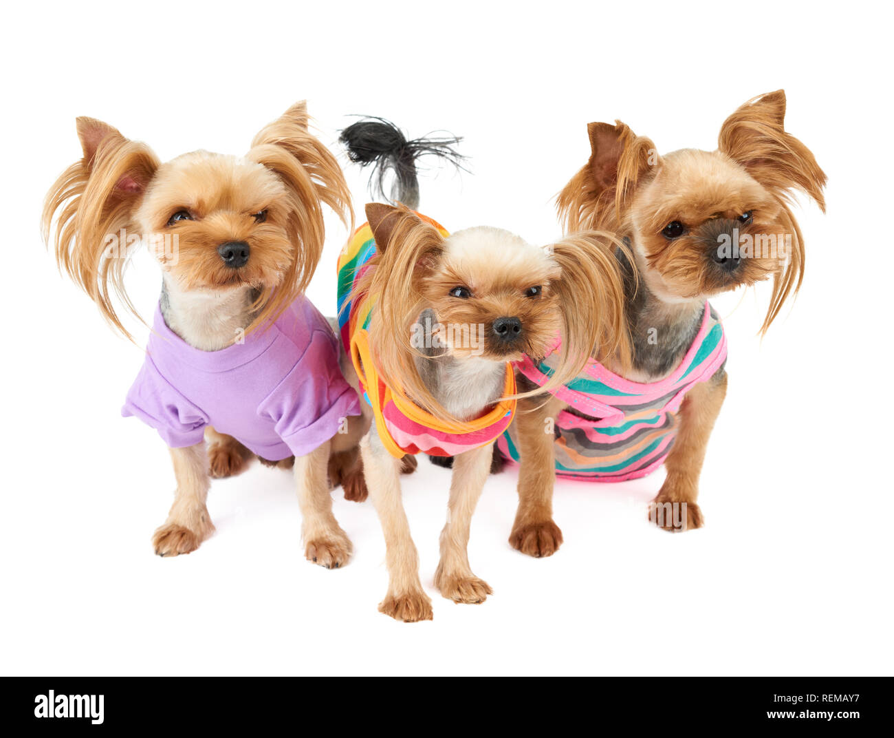 Three Yorkshire Terriers in colorful pet suits isolated on white Stock ...