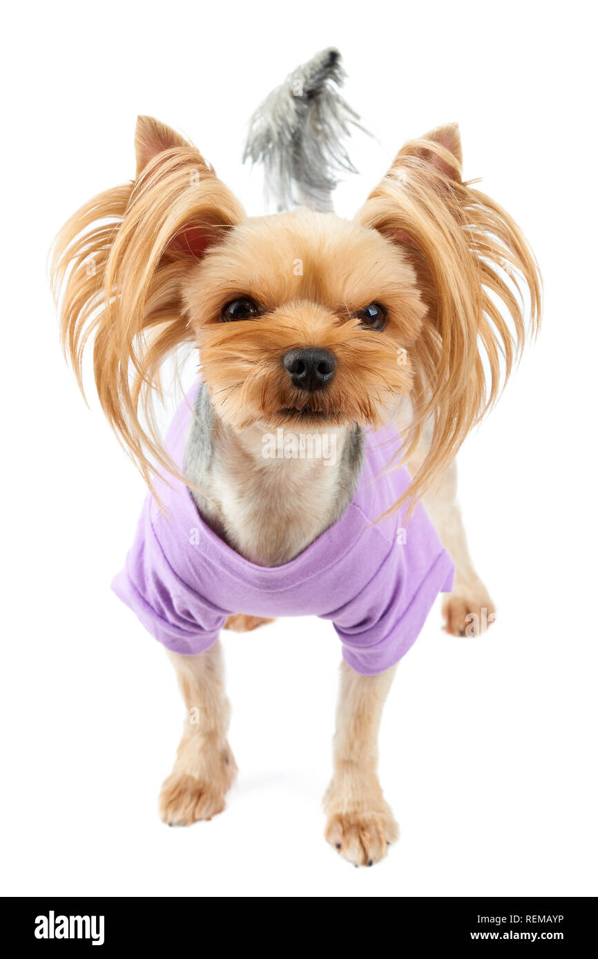 One cute Yorkshire Terrier in pink pet suit isolated on white Stock ...