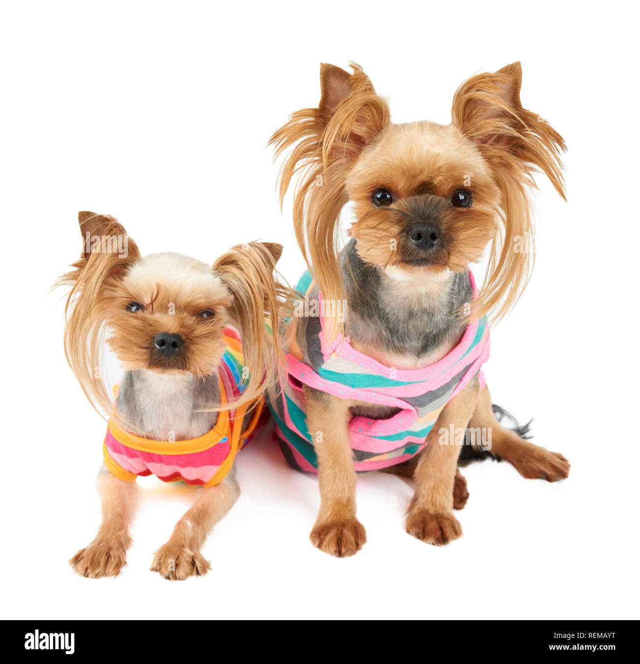 Two Yorkshire Terriers in colorful pet suits isolated on white Stock ...