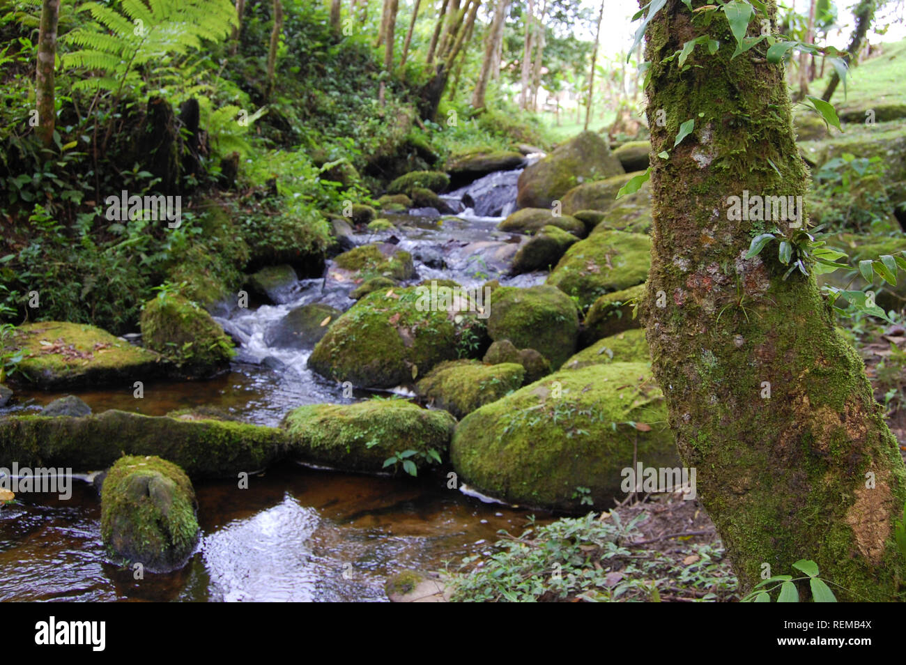 Jungle preservation hi-res stock photography and images - Alamy