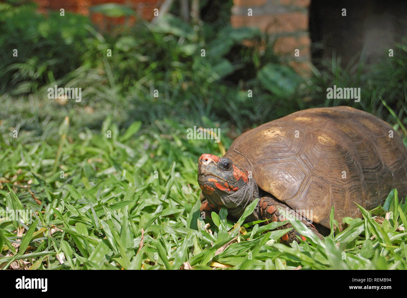 Chelonoidis carbonaria Brazillian Jabuti Tortoise Stock Photo - Alamy