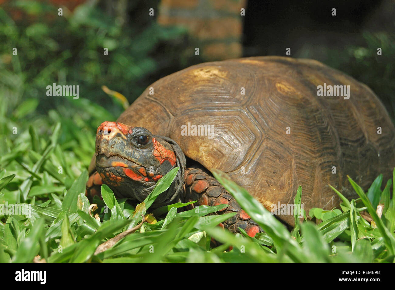 Chelonoidis carbonaria Brazillian Jabuti Tortoise Stock Photo - Alamy