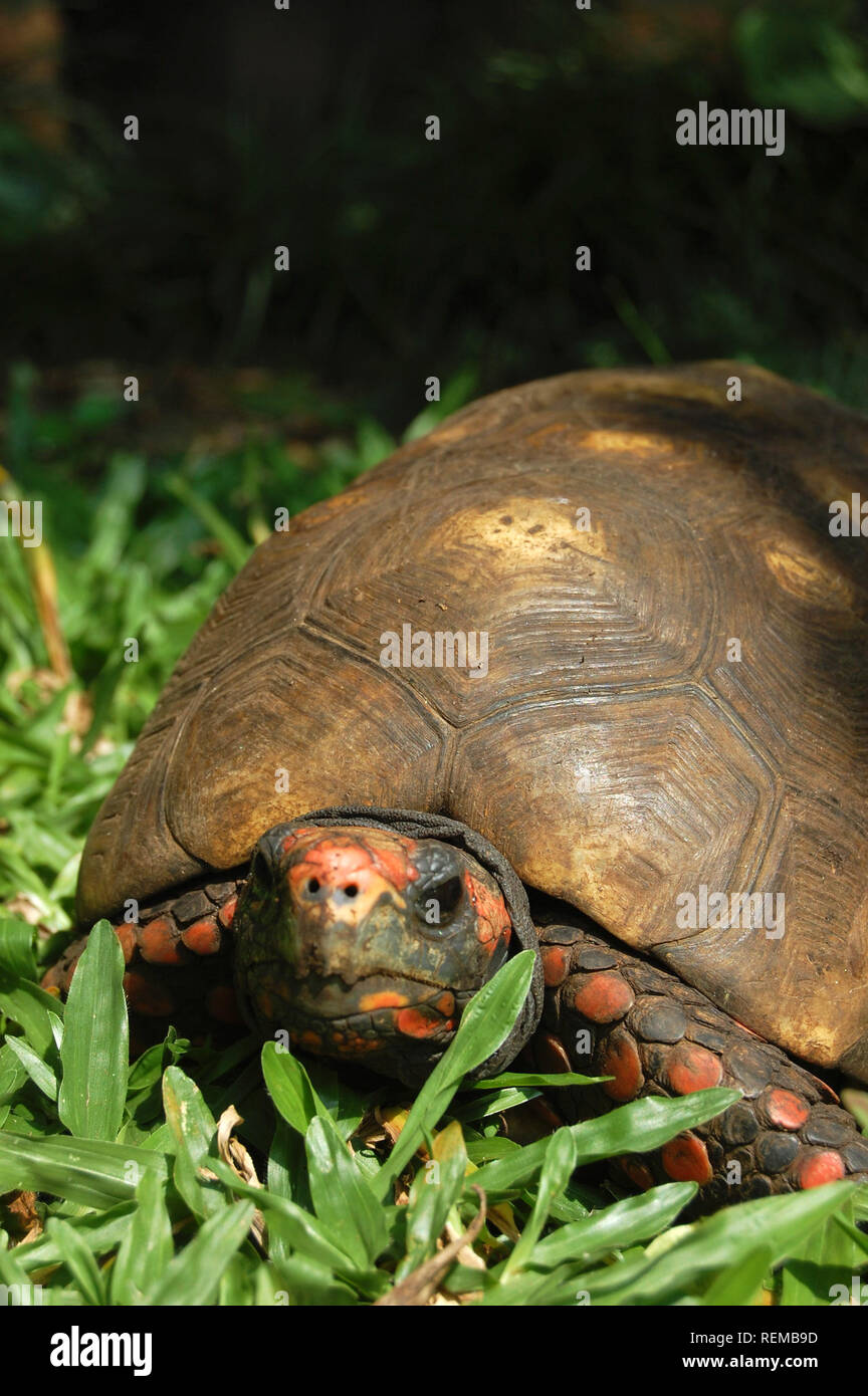 Chelonoidis carbonaria Brazillian Jabuti Tortoise Stock Photo - Alamy