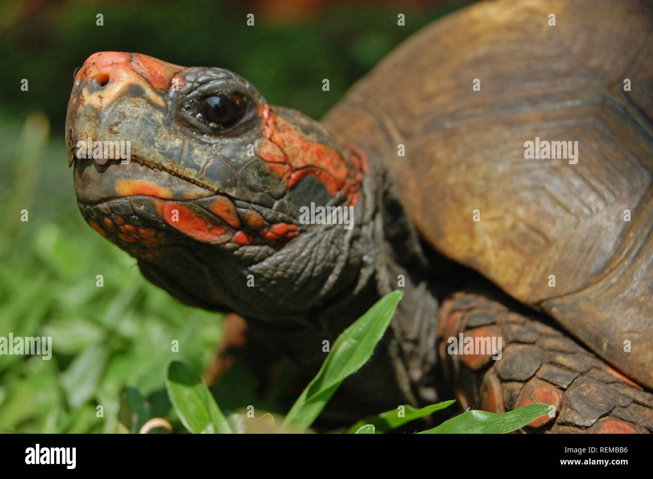 Jabuti hi-res stock photography and images - Alamy