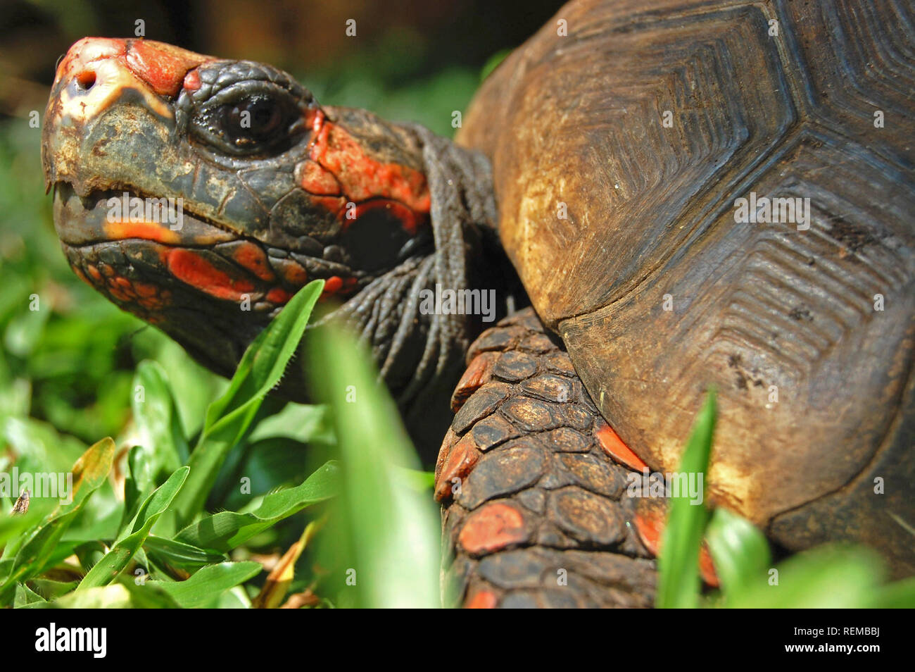 Chelonoidis carbonaria Brazillian Jabuti Tortoise Stock Photo - Alamy