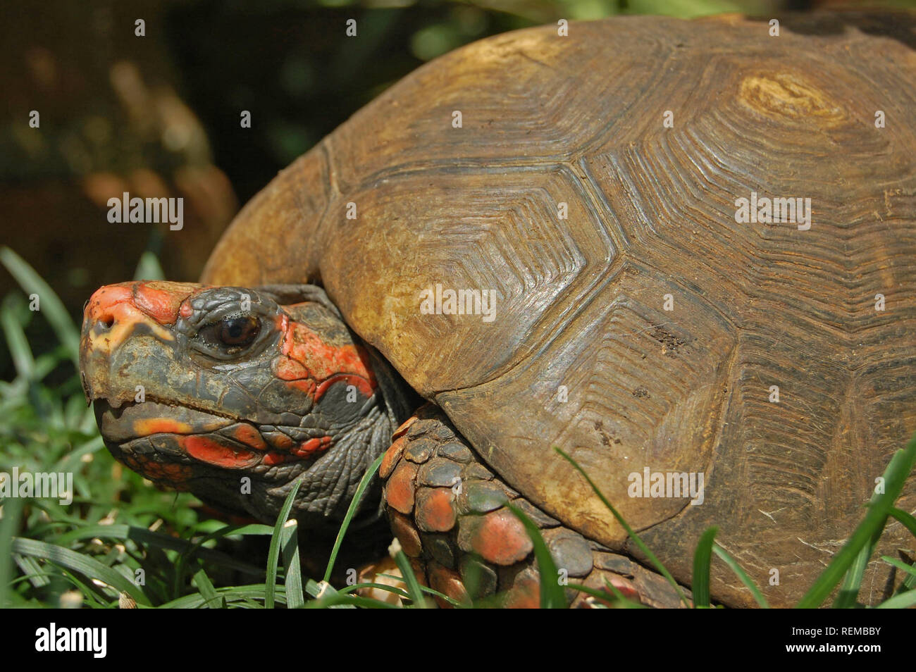 Chelonoidis carbonaria Brazillian Jabuti Tortoise Stock Photo - Alamy