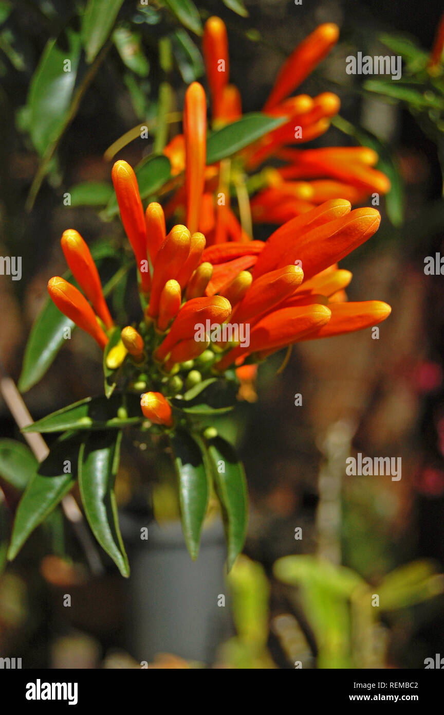 Pyrostegia venusta (Flame Vine Stock Photo - Alamy