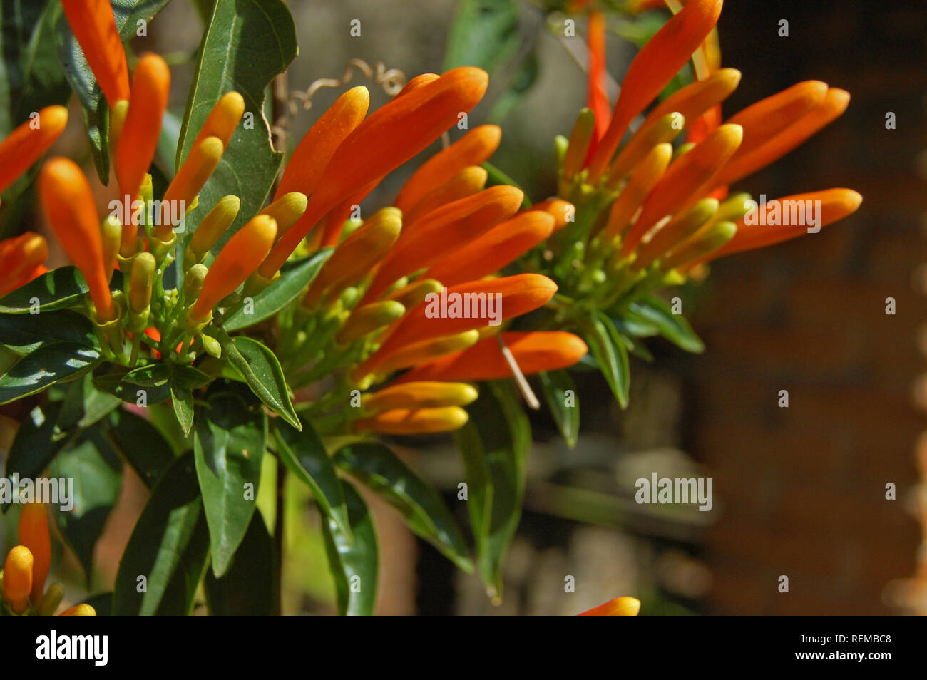 Pyrostegia hi-res stock photography and images - Alamy