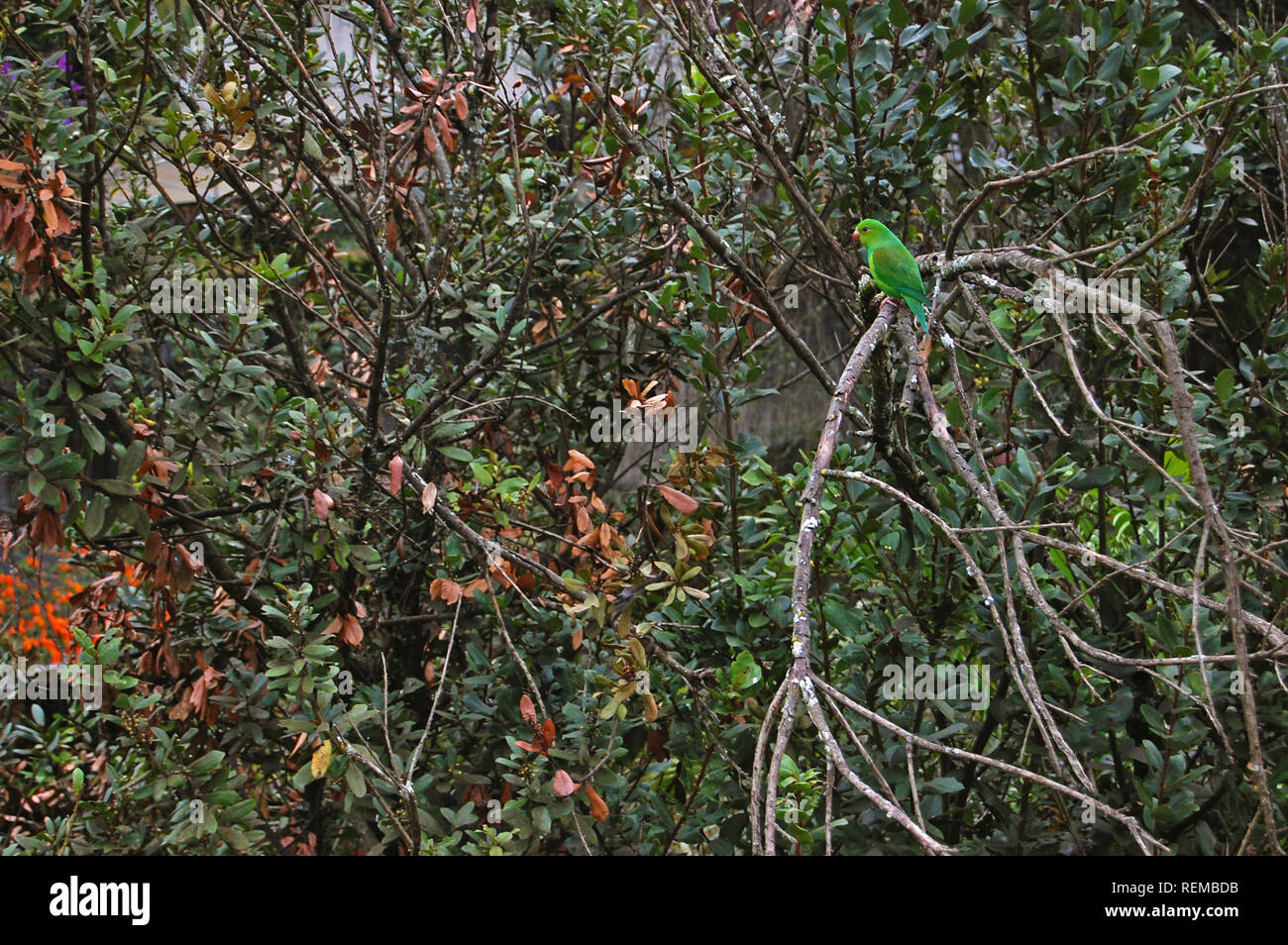 Little parrot hanging on tree branch Stock Photo - Alamy