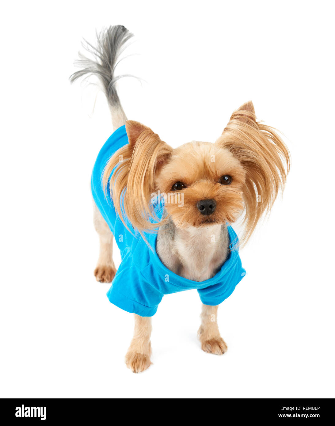 Animal in suit hi-res stock photography and images - Alamy