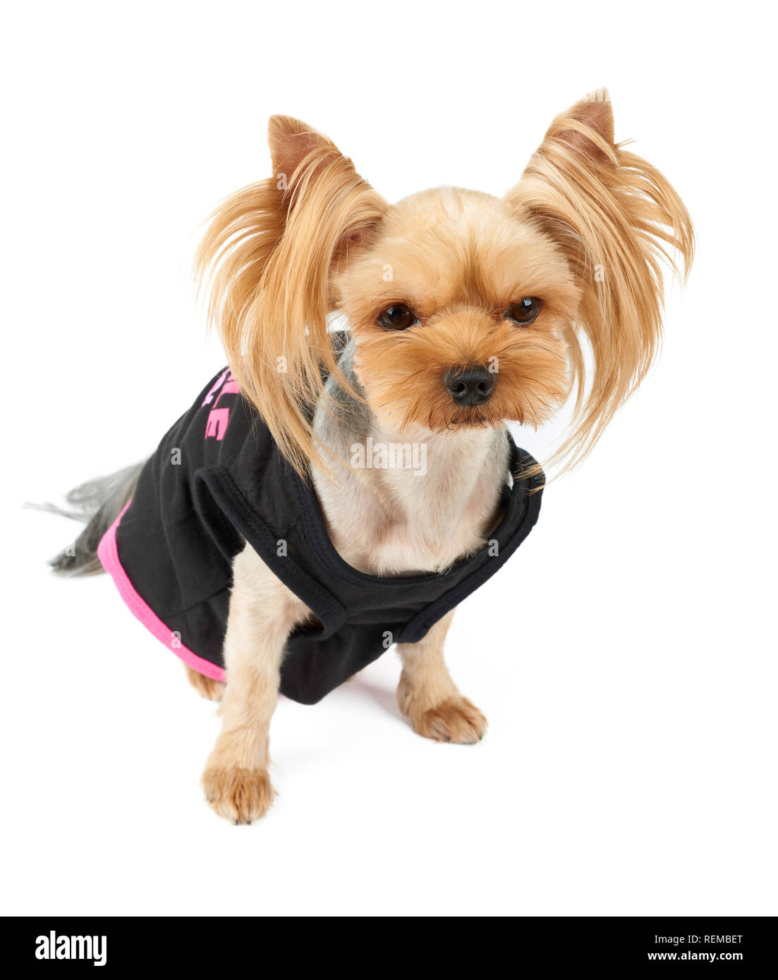 One cute Yorkshire Terrier in black pet suit isolated on white Stock ...